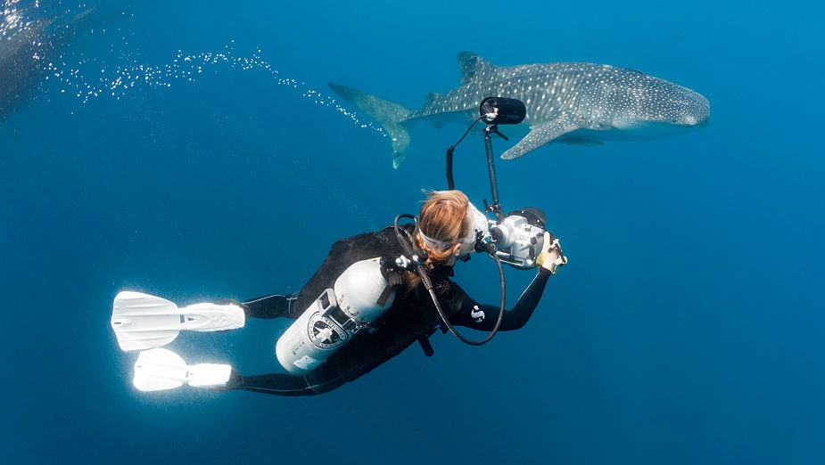 Decade-long study maps year-round whale shark strongholds in Indonesia