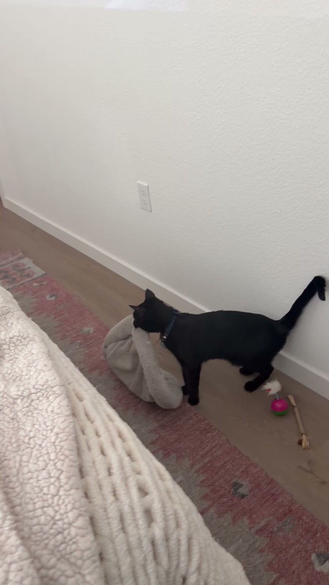 Clingy cat drags bed onto the big bed to stay close