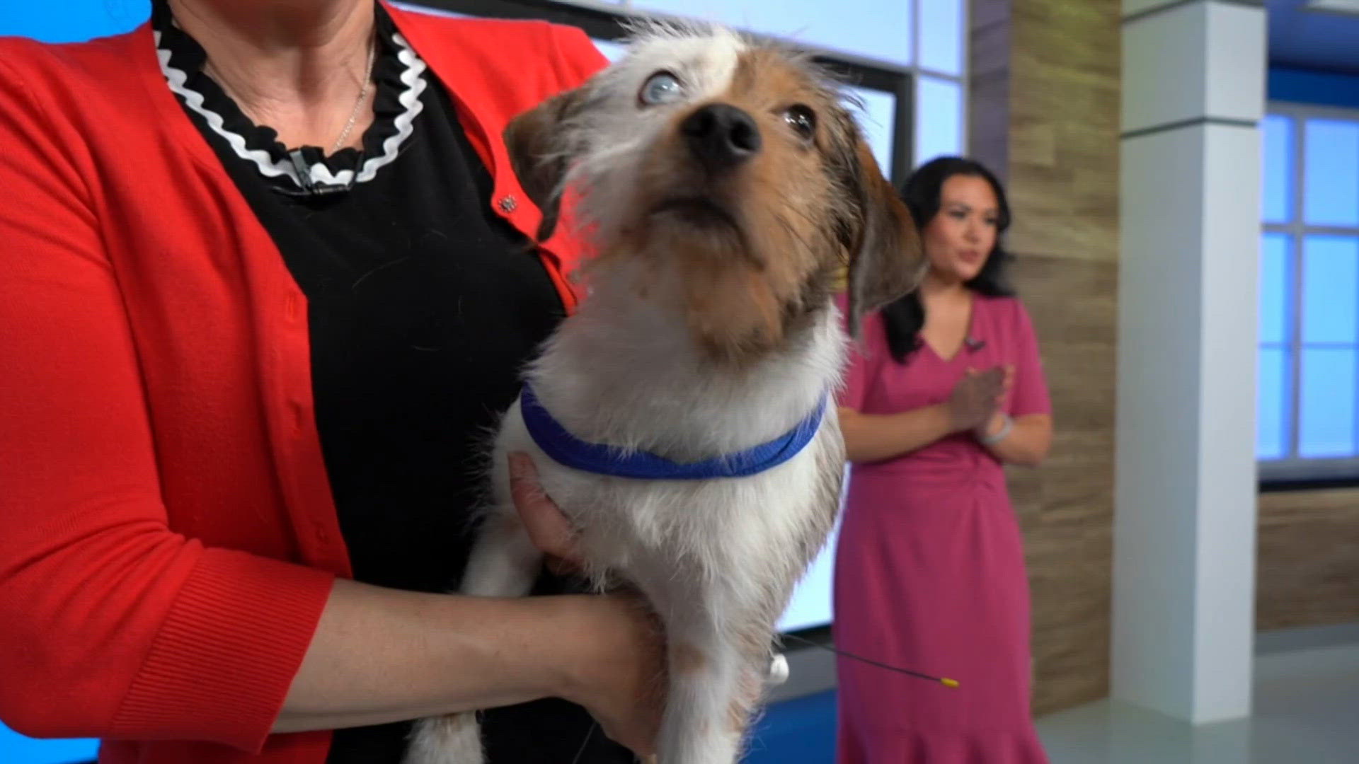 Meet today's Pick of the Litter: Gandolf!