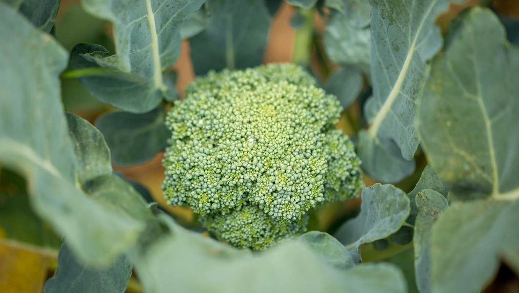 Broccoli dishes that taste like comfort food