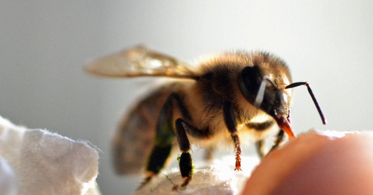 A man divided the internet by letting a bee 'unwind' its stinger from ...