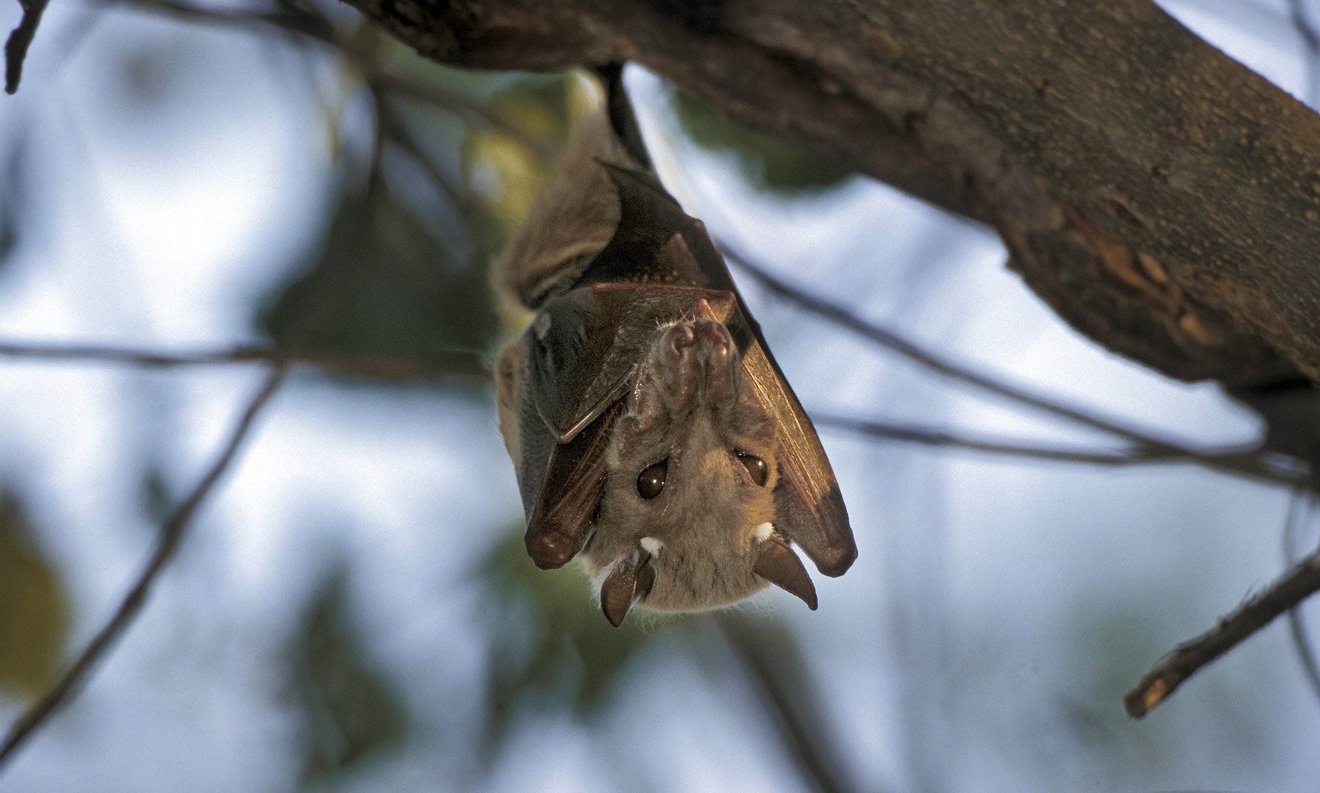 Second rabid bat found in crowded California neighborhoods sparks ...