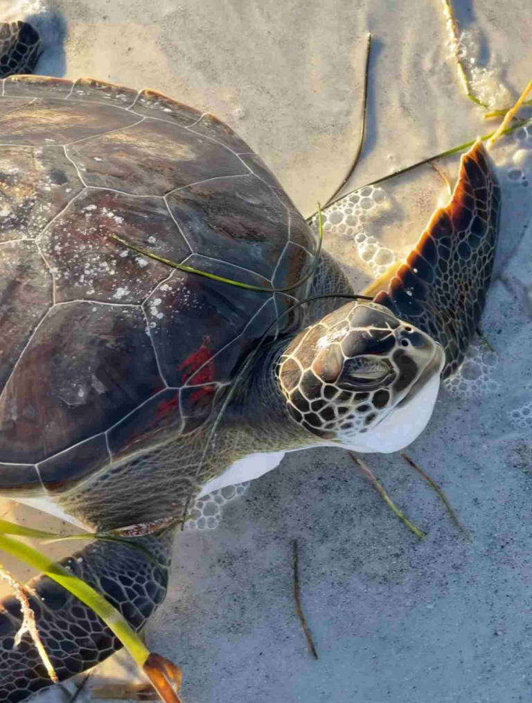 A woman spent hours beside a sick sea turtle in the cold and dark. Her ...