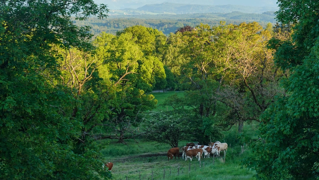 Smart cattle farming for a healthier, greener herd