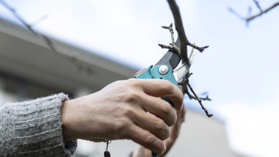 Pruning secrets every home gardener should know