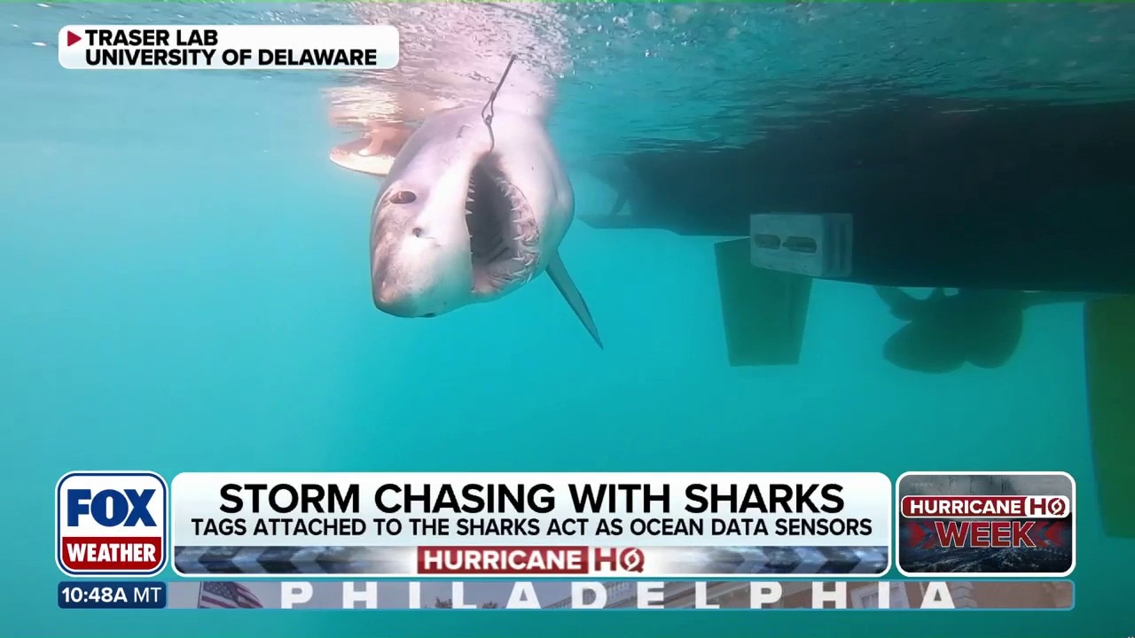 How sharks are helping scientists collect critical ocean data