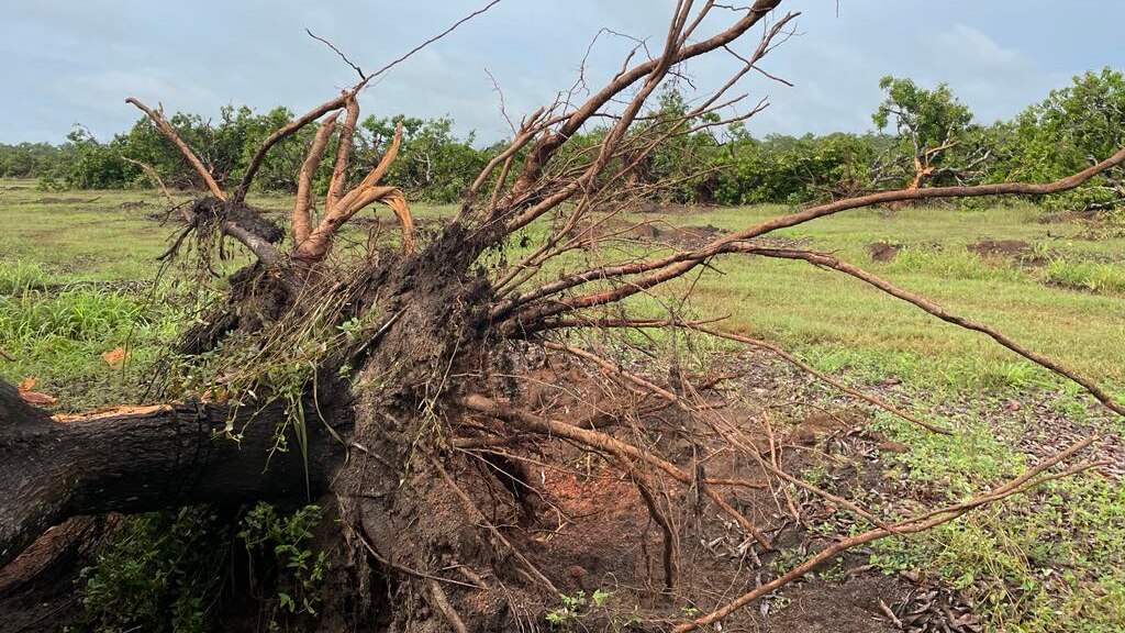 Mango twig tip dieback spreading in the NT as more trees get bulldozed