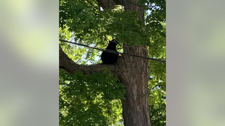 Another Michigan black bear sighting - this time in a Mt. Pleasant tree