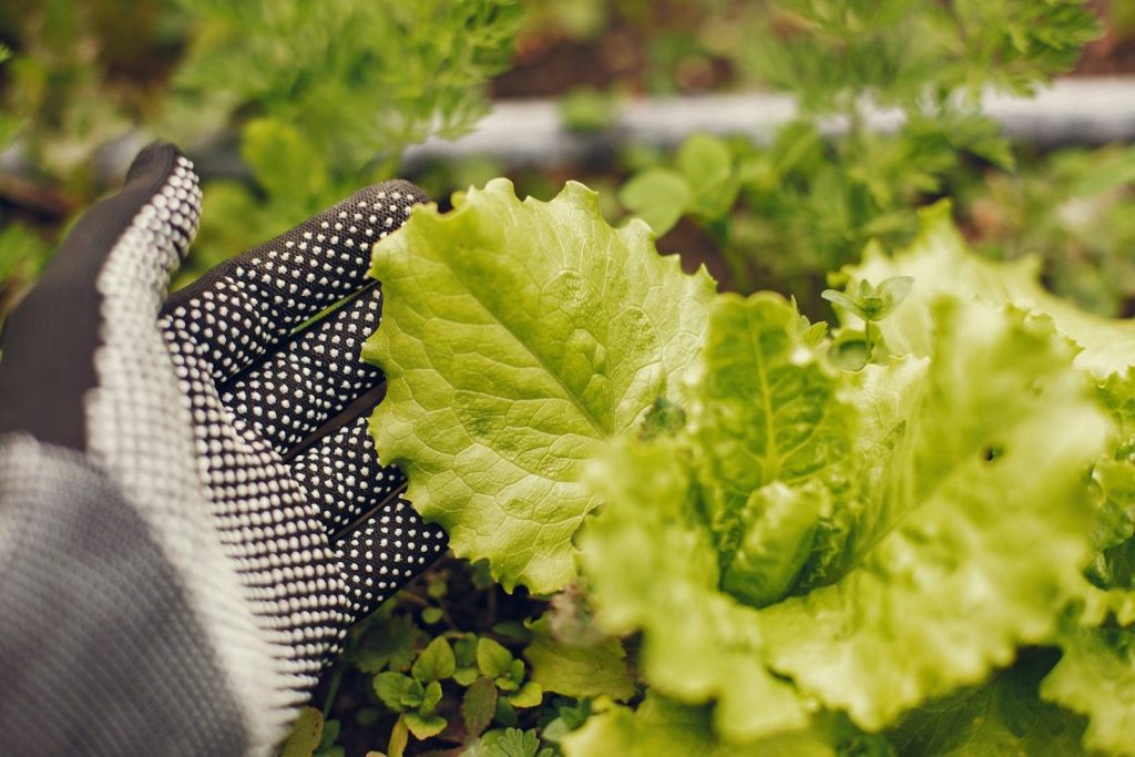 9 companion planting hacks that can help your onions thrive