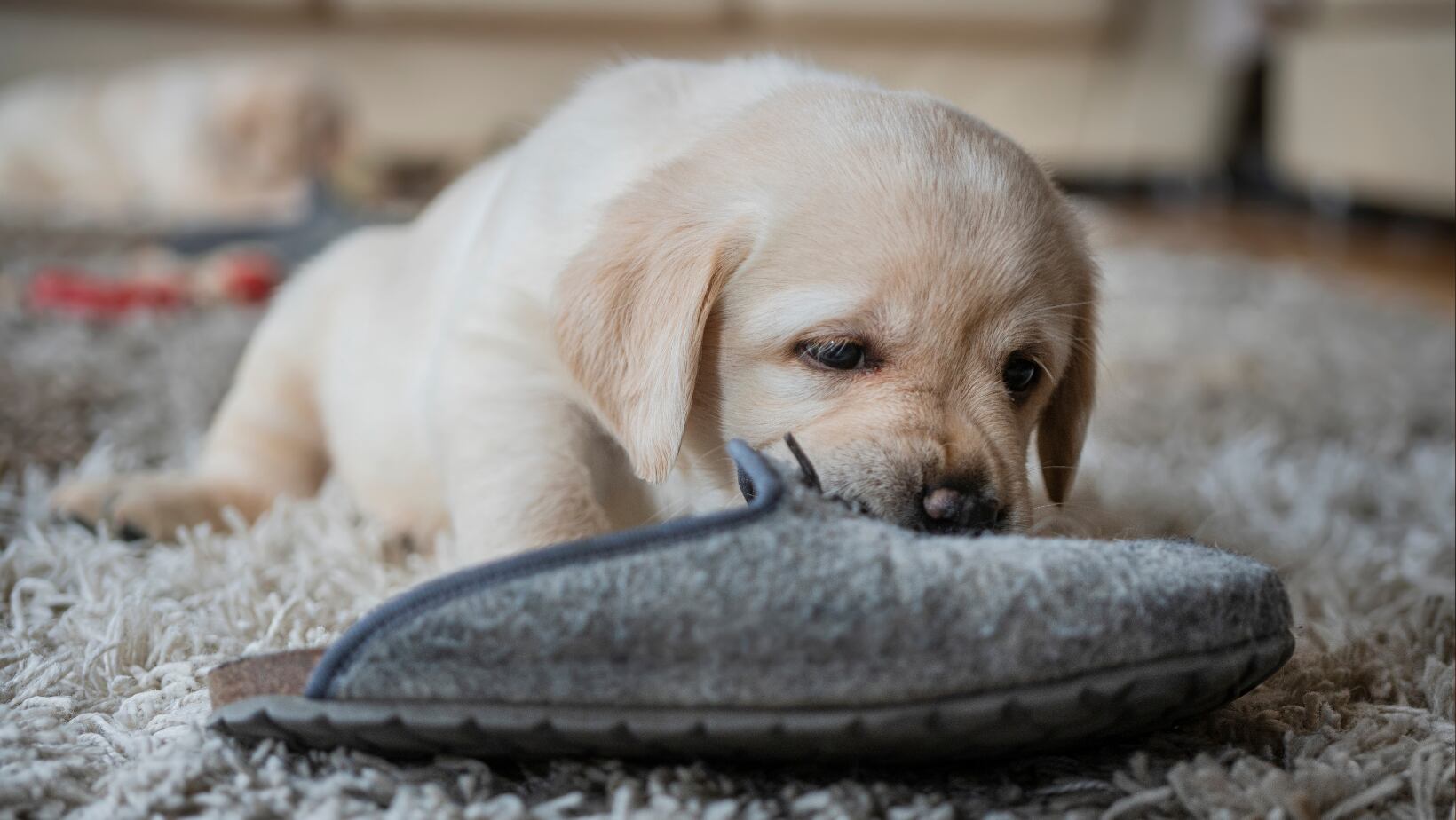 ¿Por qué su perro le entrega objetos de la nada? Expertos explican este ...