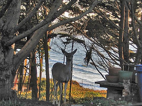 Why do deer gently interact with cats in nature?