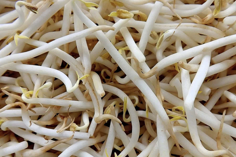 The easiest sprouts to grow indoors (no soil needed!)
