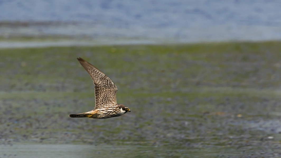 Rare bat predation by falcons seen in Greek wetlands