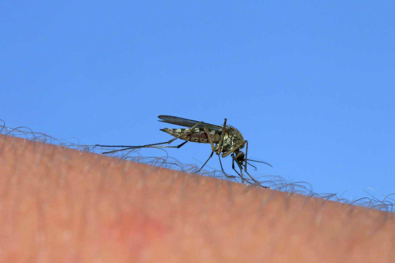 Google applies for permit to release 32 million mosquitoes in Calif.