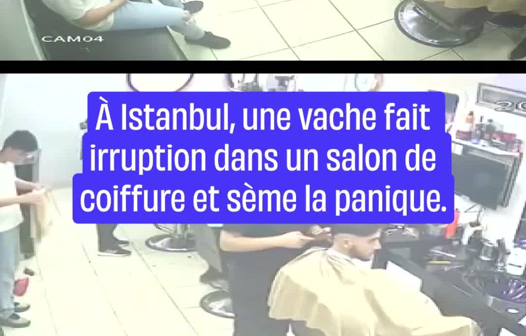 À Istanbul, une vache fait irruption dans un salon de coiffure et sème ...