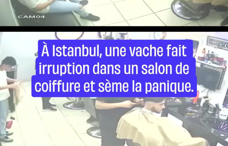 À Istanbul, une vache fait irruption dans un salon de coiffure et sème ...