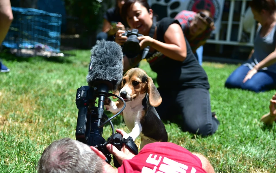 Rescued lab beagle Daffy makes remarkable recovery in foster care