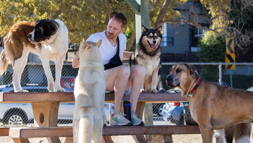Experts outline key dog socialization mistakes to avoid