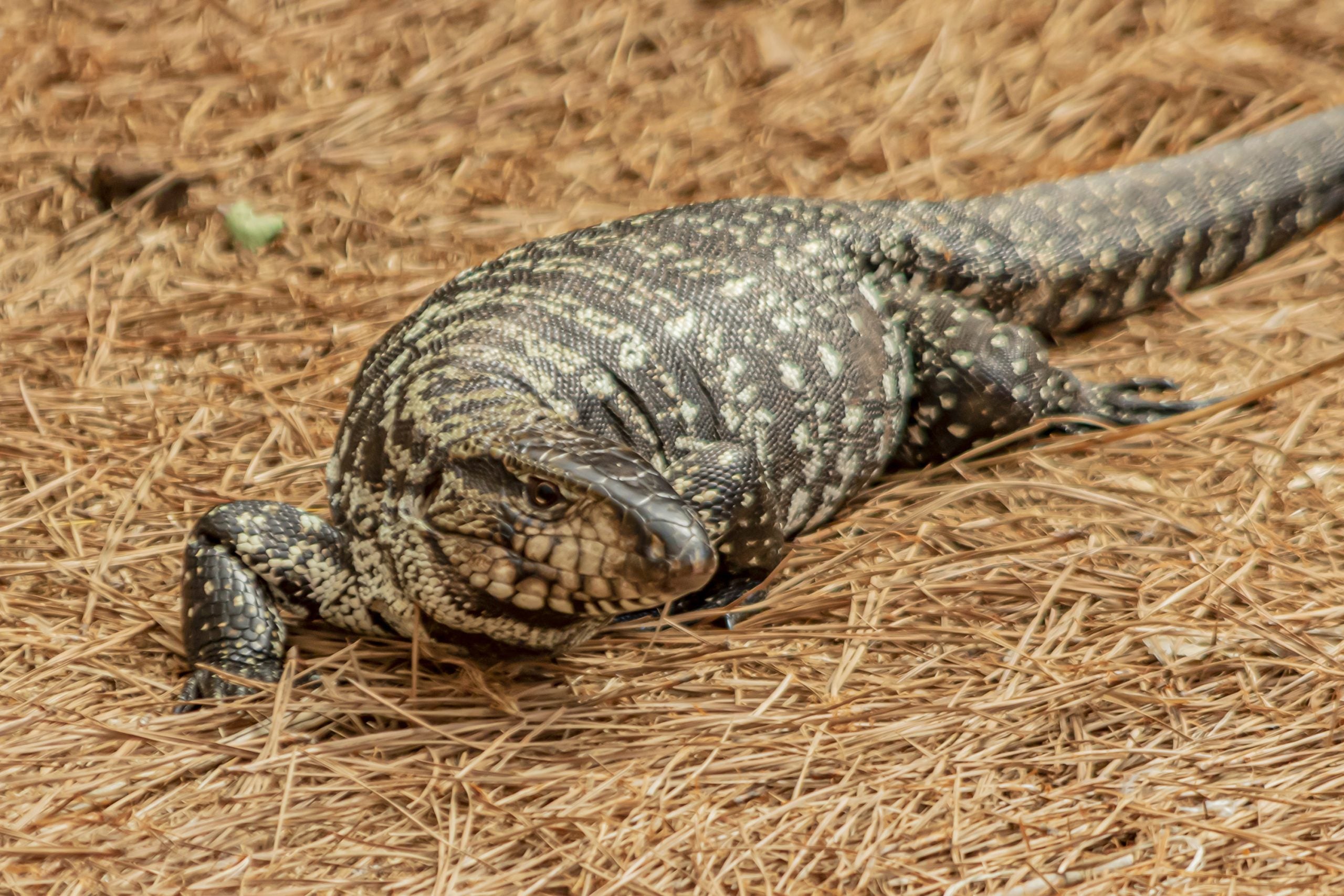 Wildlife officials urge residents to kill invasive Argentine tegus ...