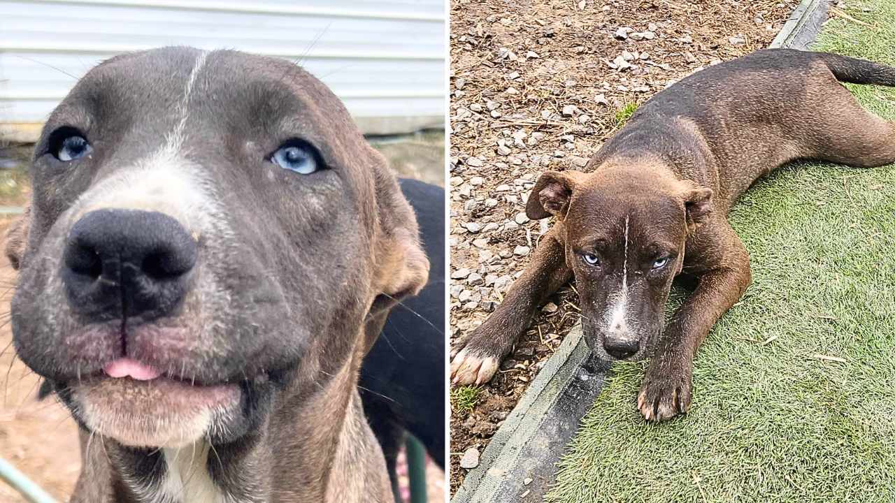 Young puppy with neglectful past is now looking for bright future