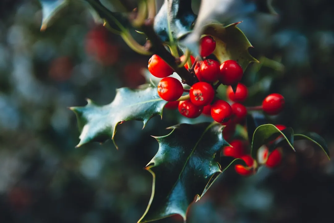 6 striking native shrubs that provide crucial winter food for birds