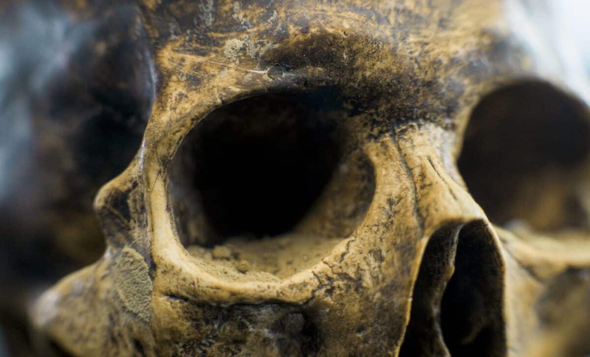 Neanderthals were once thought to communicate with grunts, scientists ...