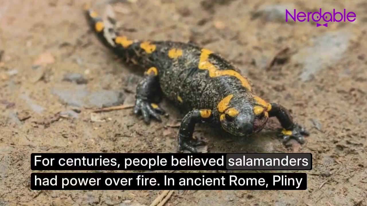 5 weird things people once believed about animals