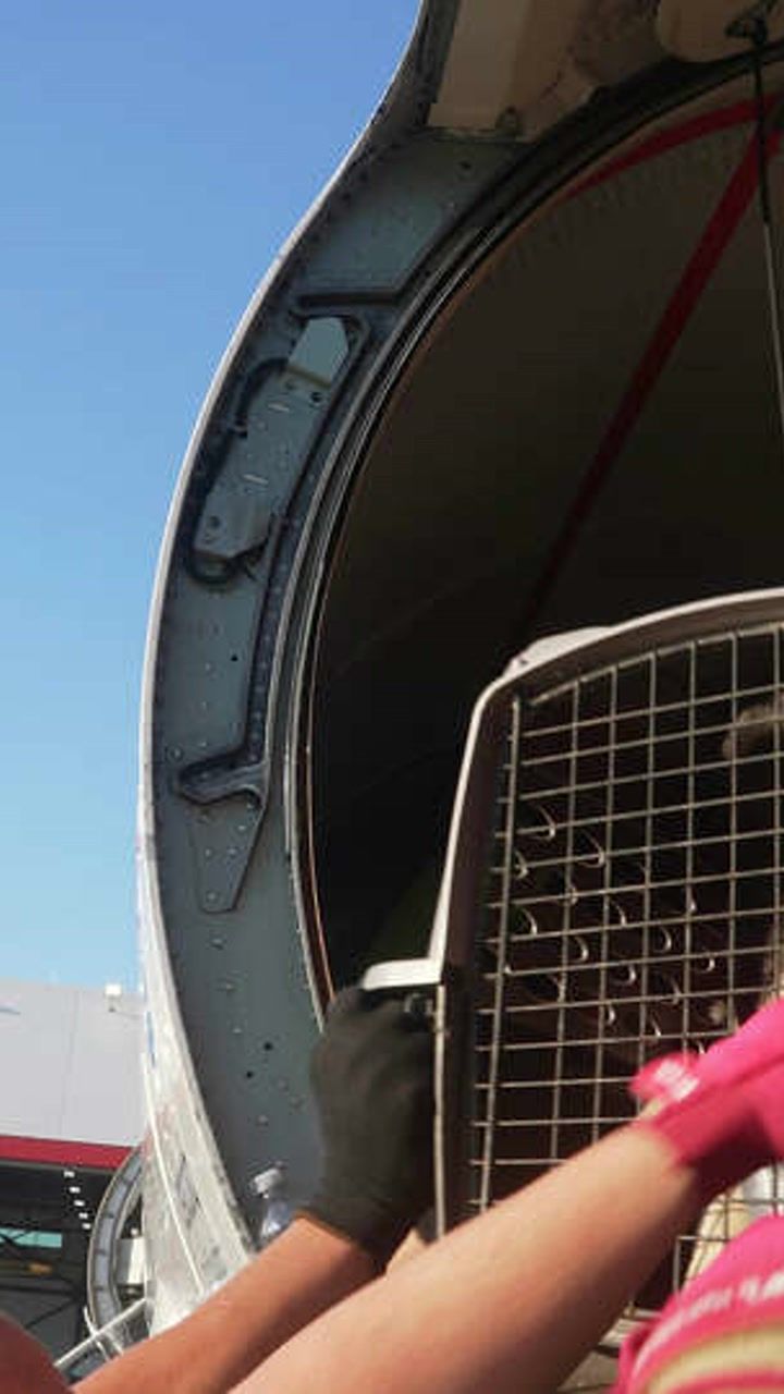 Houston airlifts dogs ahead of World Cup