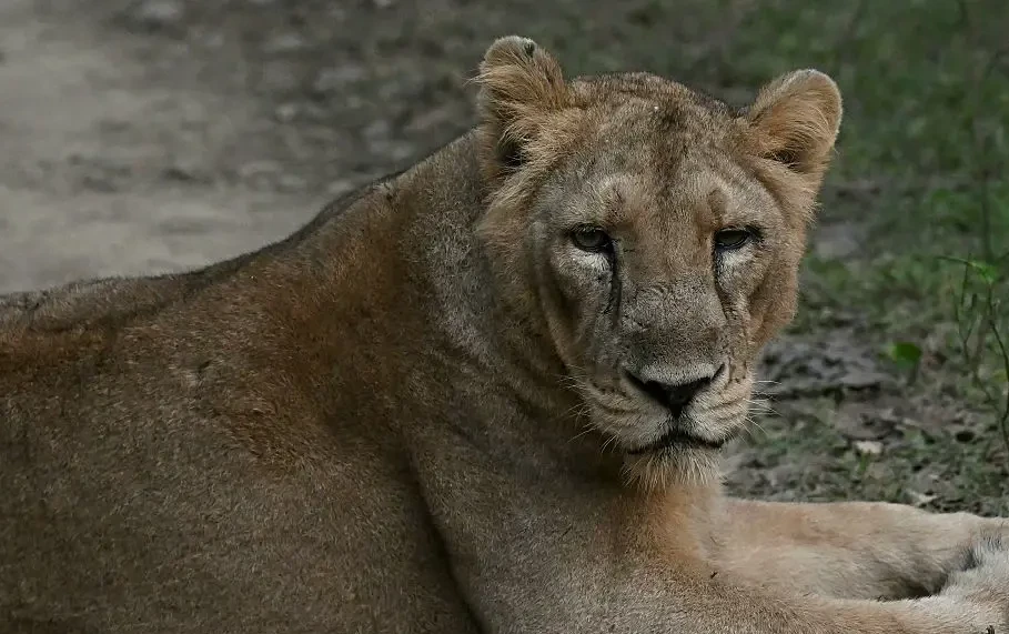 Thirteen Gir lions dead as CDV-babesiosis link feared