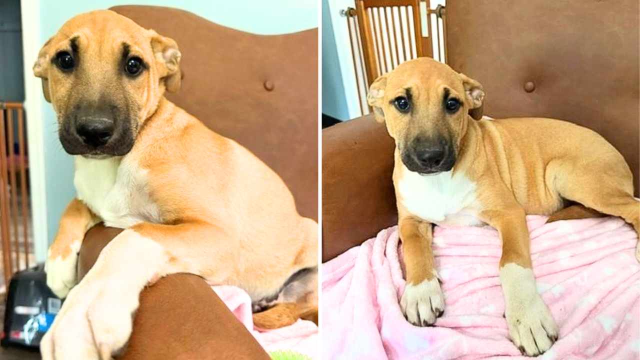 Meet Maddie Mojito: The 14-week-old puppy looking for love