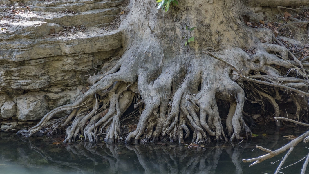 Practical solutions for protecting exposed tree roots