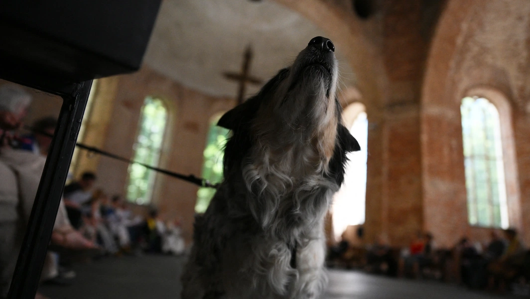 Exploring the soul and afterlife of dogs