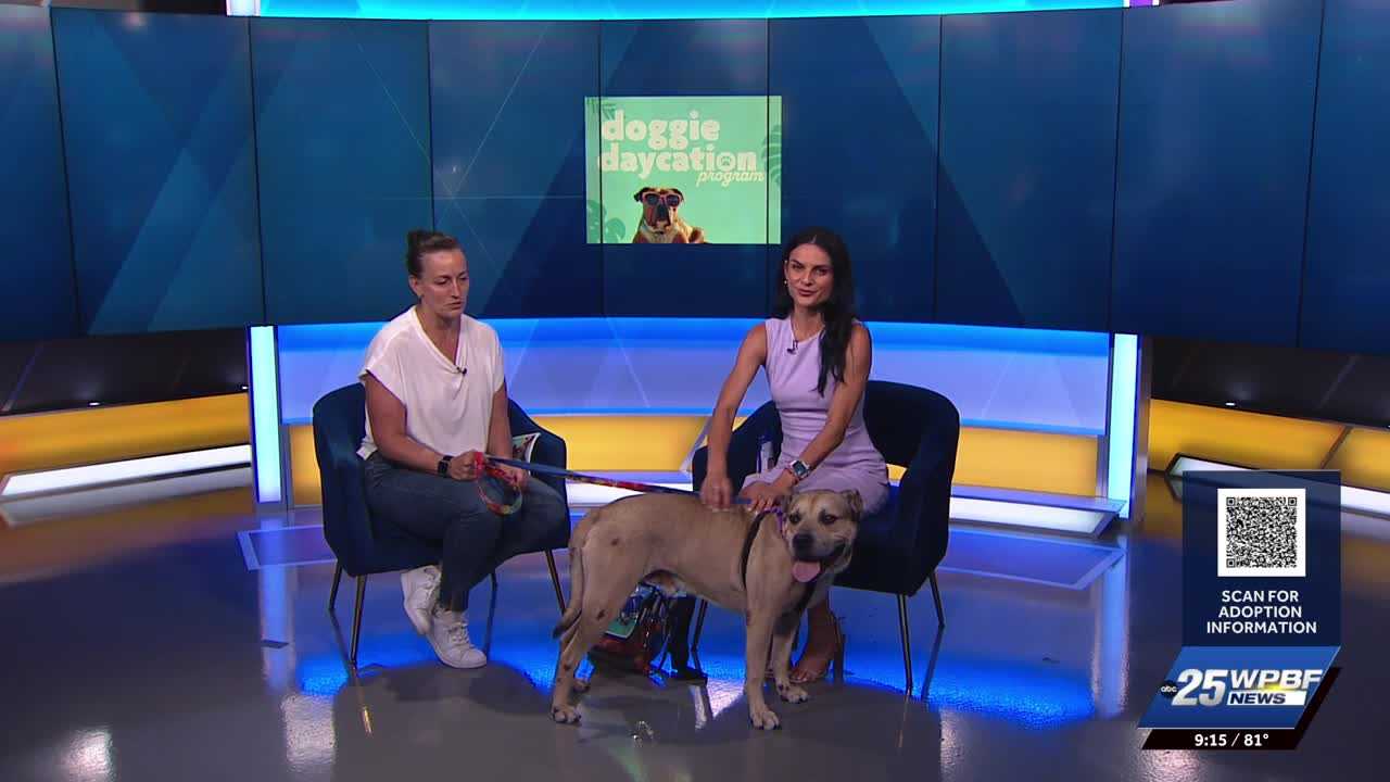 Palm Beach County Animal Care launches Doggie Daycation program