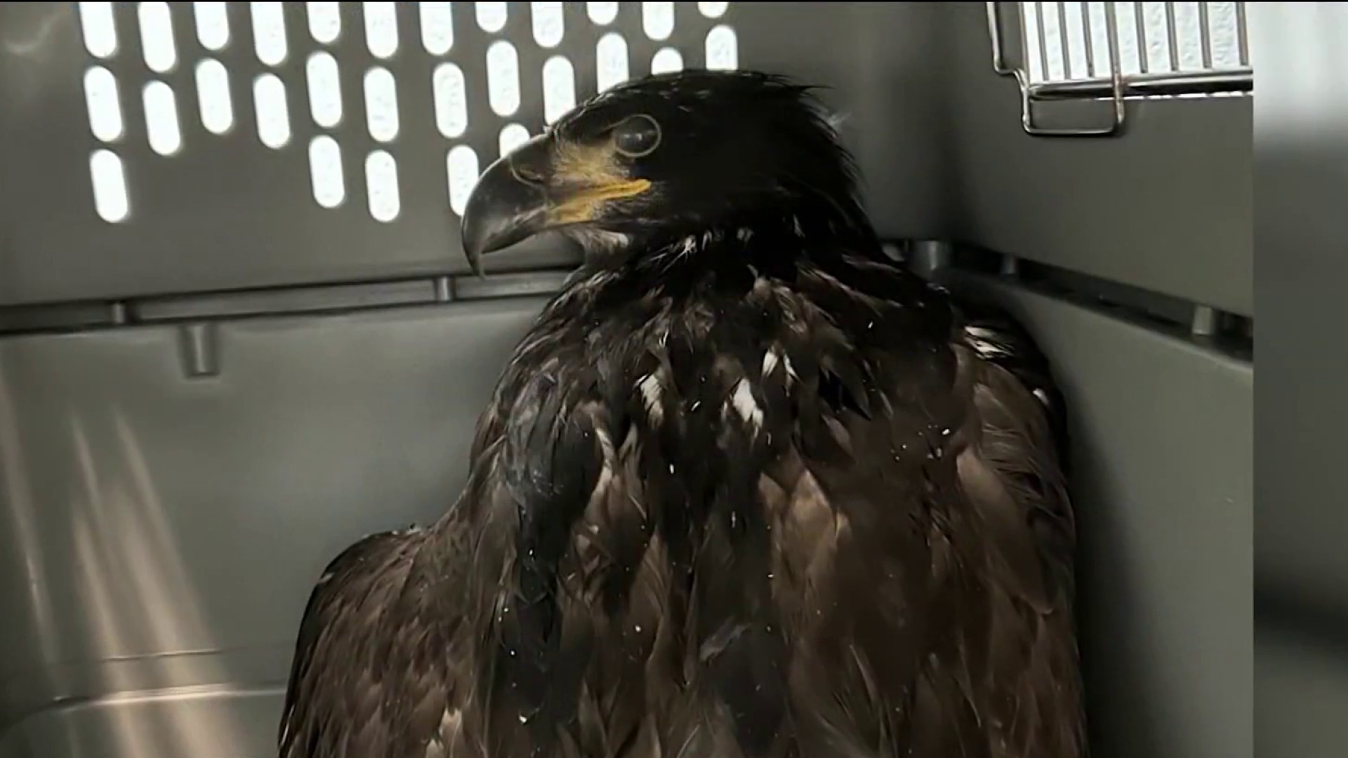 4 bald eagles rescued in Stafford County as experts warn of human ...