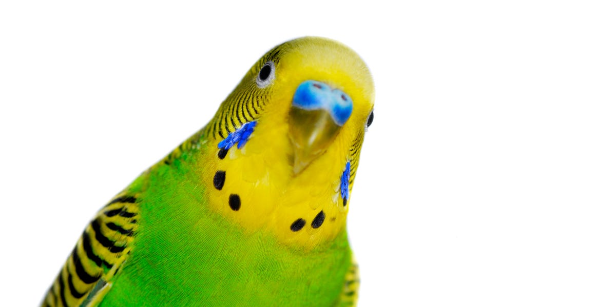 An escaped parakeet is reportedly wreaking havoc on parked cars in Scotland