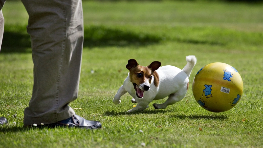 7 most mischievous dog breeds