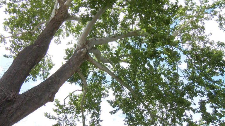 Savannah earns national Tree City USA honor as Arbor Day Foundation ...