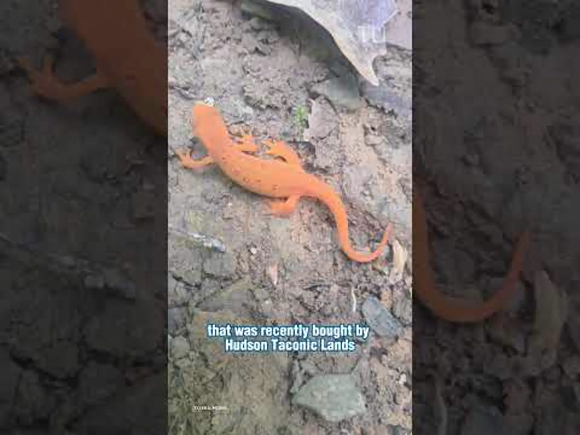 Snake Mountain, once eyed for intense mining, now protected