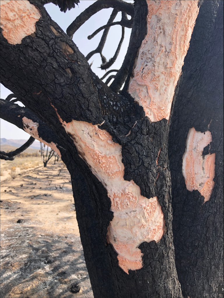 Why fungi could speed Joshua tree recovery after Dome Fire