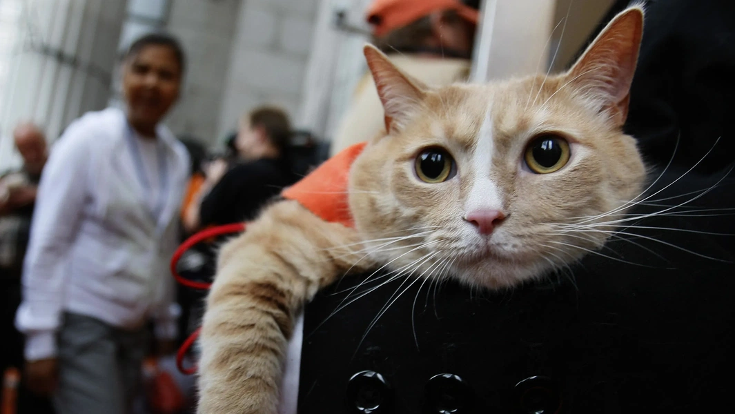 How cats learn and respond to human words