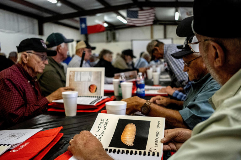 New World screwworm threat continues as USDA, Texas tries to stop it