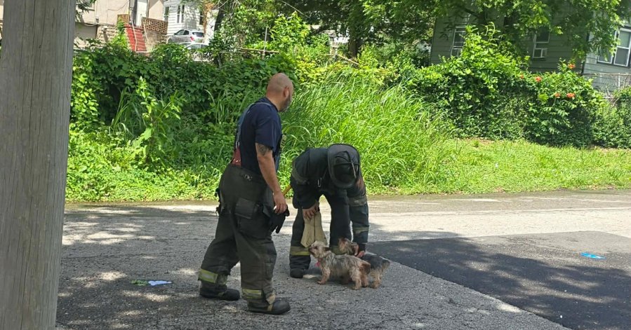 Two dogs rescued during weekend house fire in Kansas City