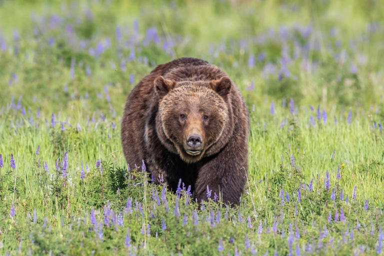 Mass grizzly bear reintroduction in California moves step closer