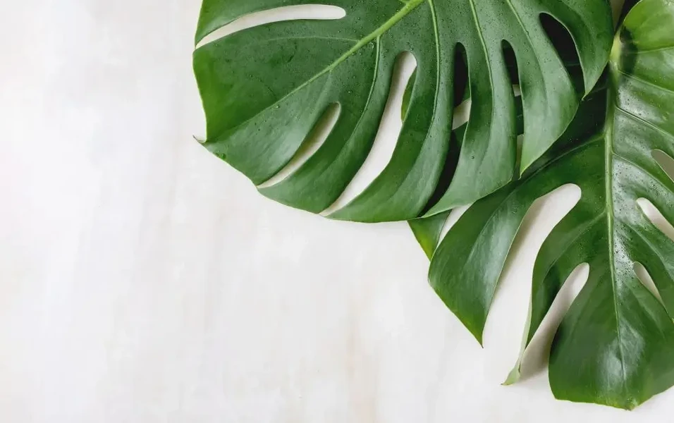 Monstera care tips for thriving leaves