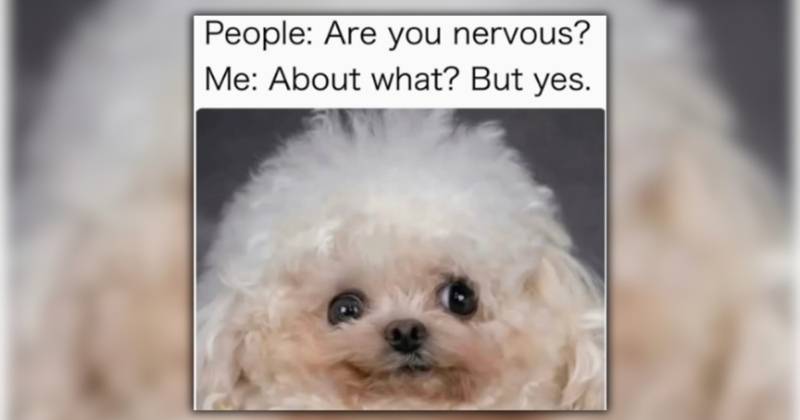A mood boost in the shape of relatable memes for the average adult