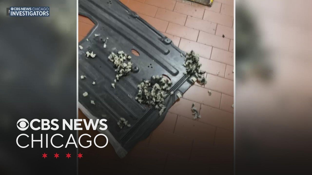 Suburban man says squirrels after plant-based parts caused $30K in ...