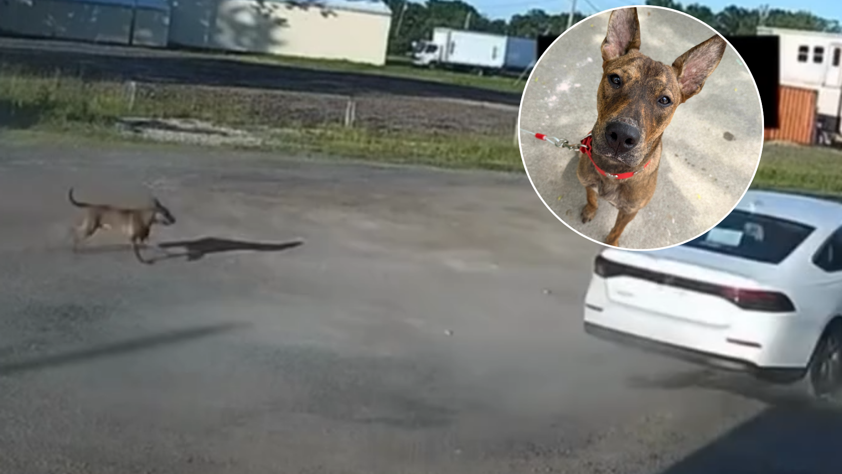 Dog seen on video being abandoned found safe, Ohio woman charged