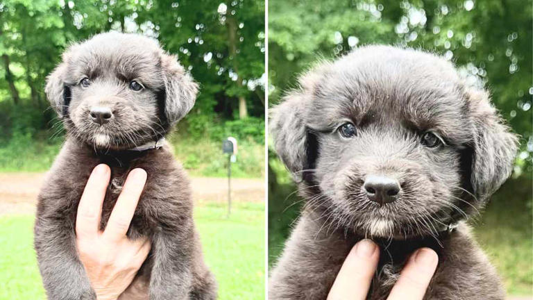 Meet Pearl Sparkly: The sweet little 6-week-old puppy looking for love