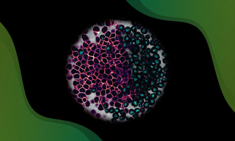 Embryonic tissues can behave like fluids or solids to reshape cell fate ...