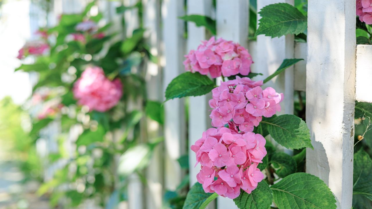 What your hydrangeas really need in June – expert tips for healthy ...